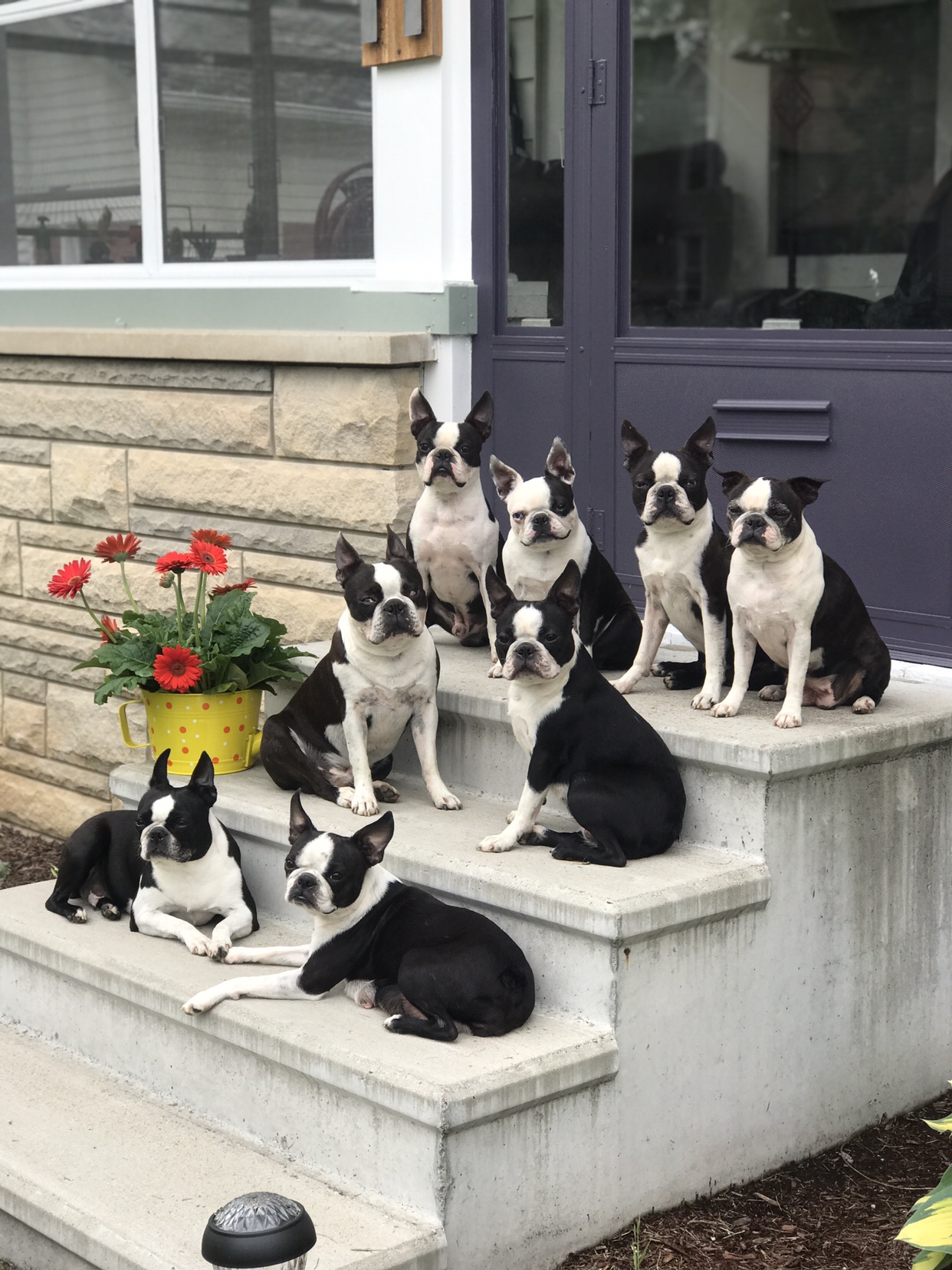 Bossy Bostons – Boston Terrier Breeders in the midwest – Boston Terrier ...