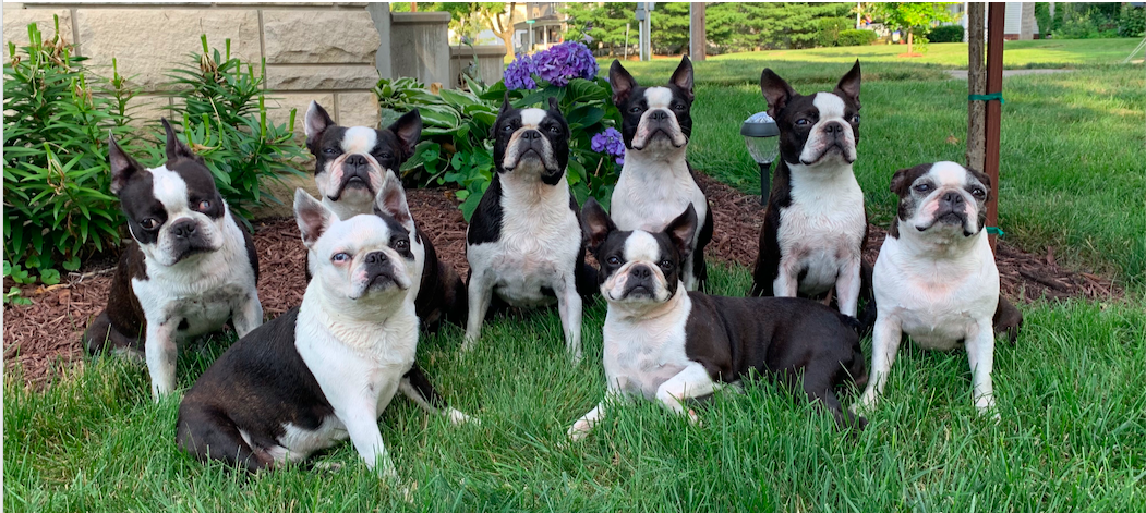 Our Pets – Bossy Bostons – Boston Terrier Breeders in the midwest